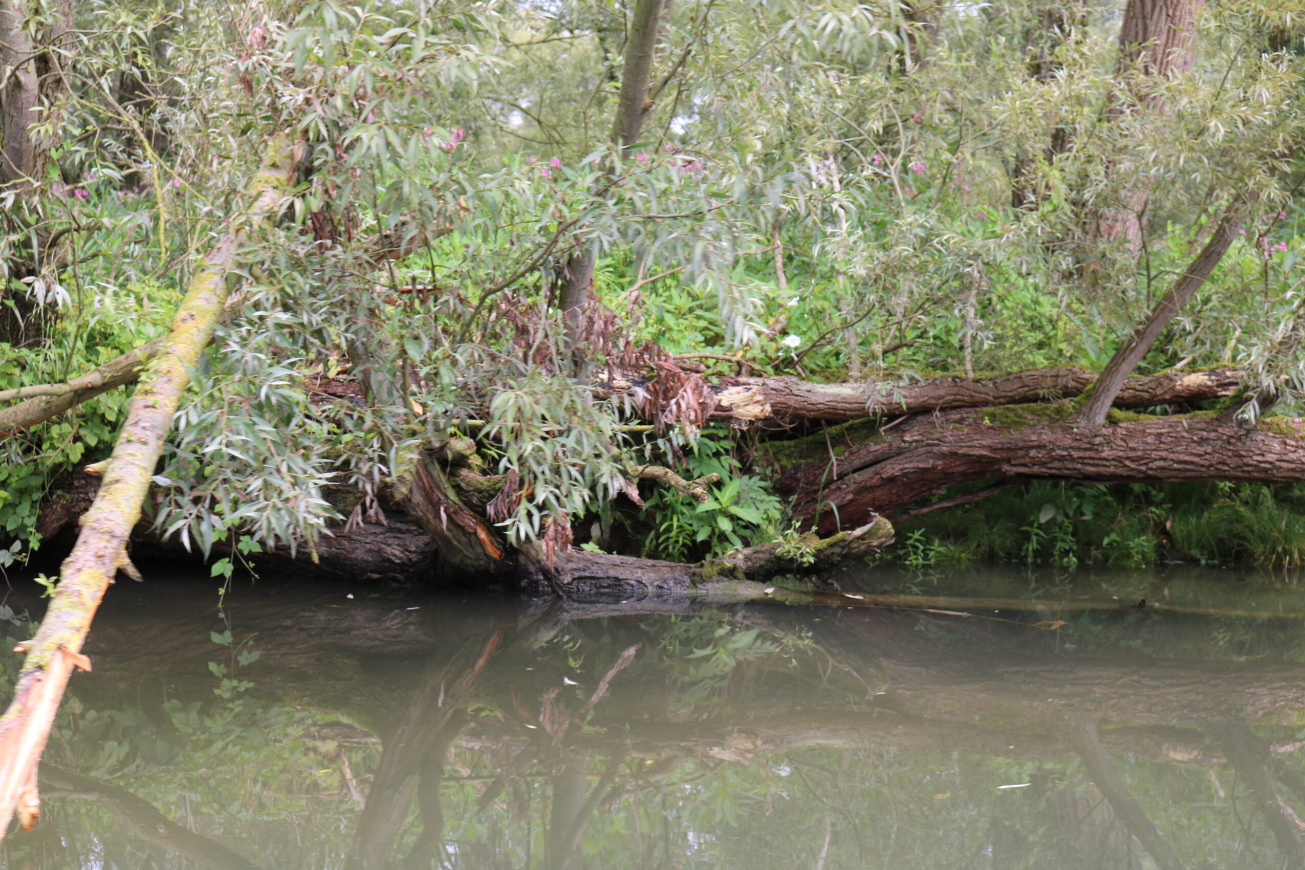 Leerzame dag in de Biesbosch - Juf Maike